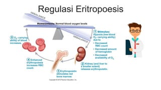 sistem hematologi | PPTX