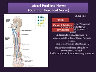 popliteal fossa and its boundaries .ppt