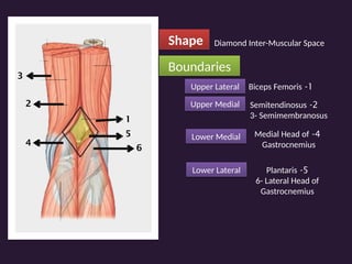 popliteal fossa and its boundaries .ppt
