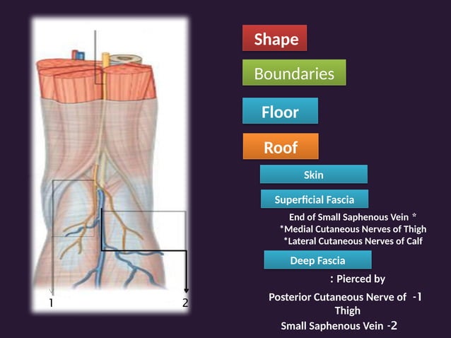 popliteal fossa and its boundaries .ppt
