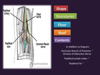 popliteal fossa and its boundaries .ppt
