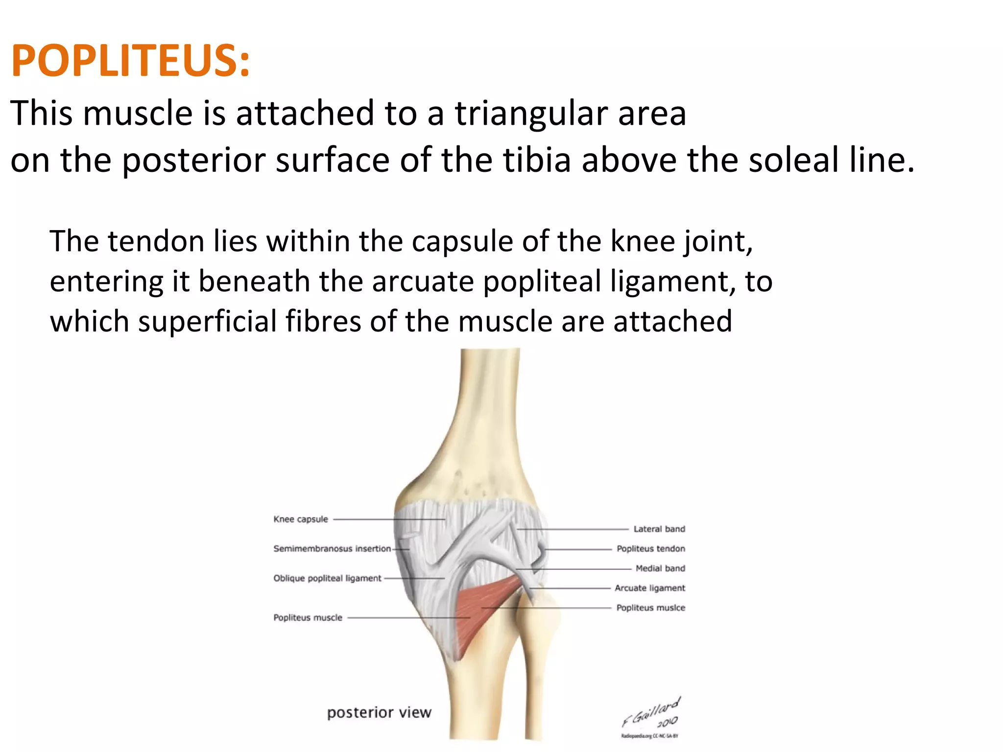 Popliteal fossa | PPT