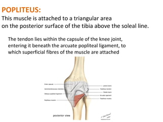 Popliteal fossa | PPT