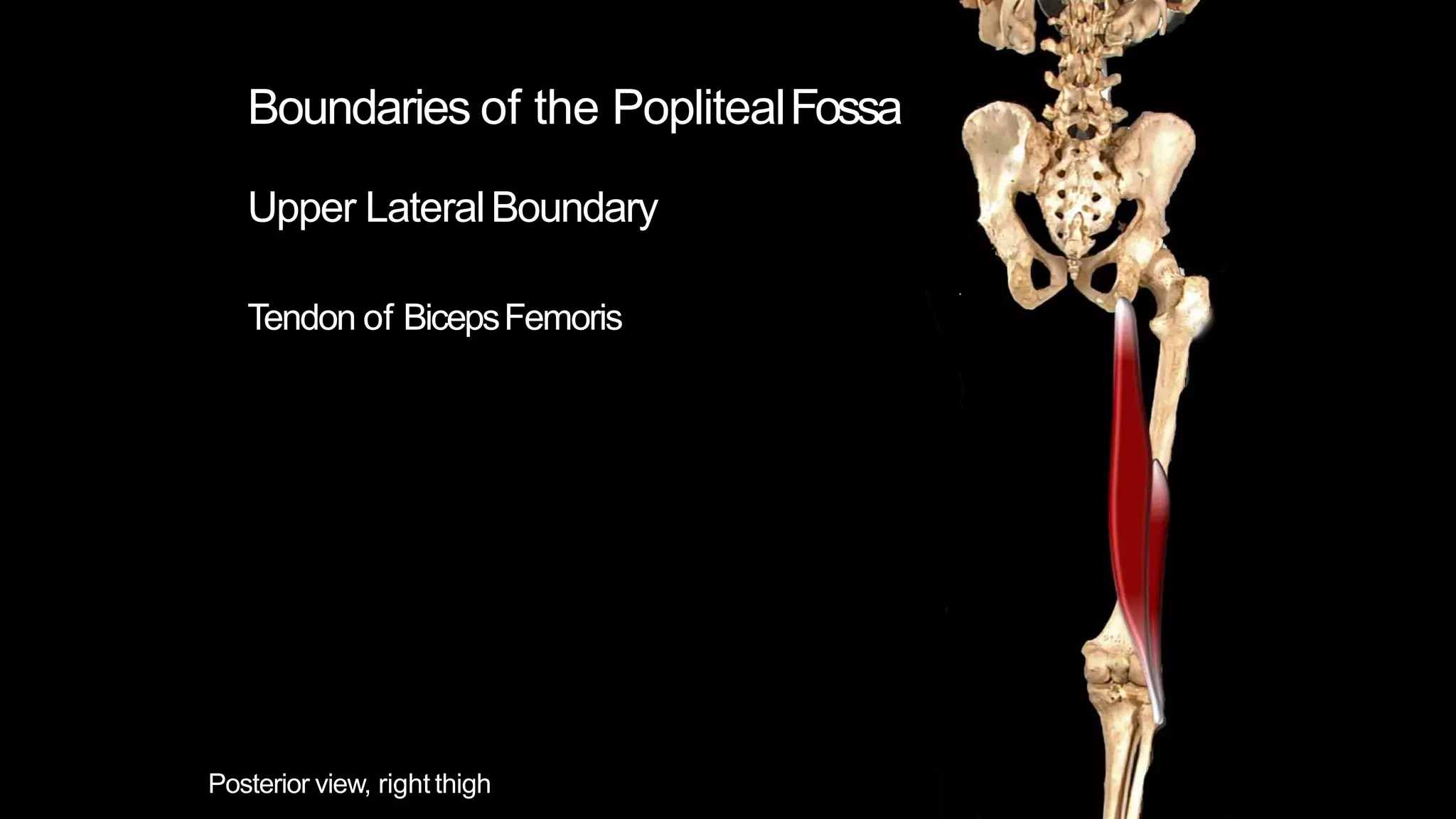 Popliteal fossa Anatomy - Dr. Rahul Singh Thakur | PPTX