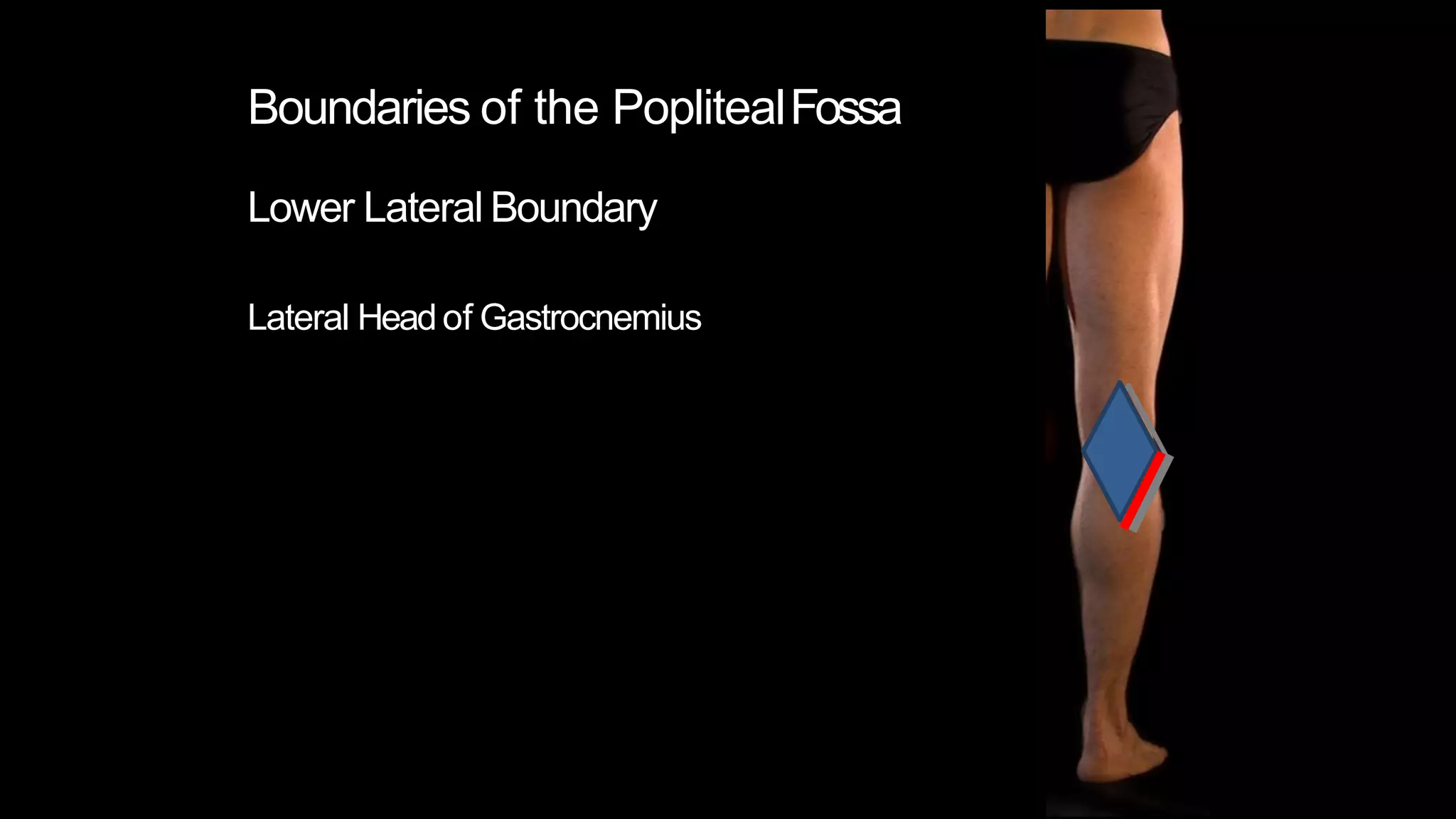 Popliteal fossa Anatomy - Dr. Rahul Singh Thakur | PPTX