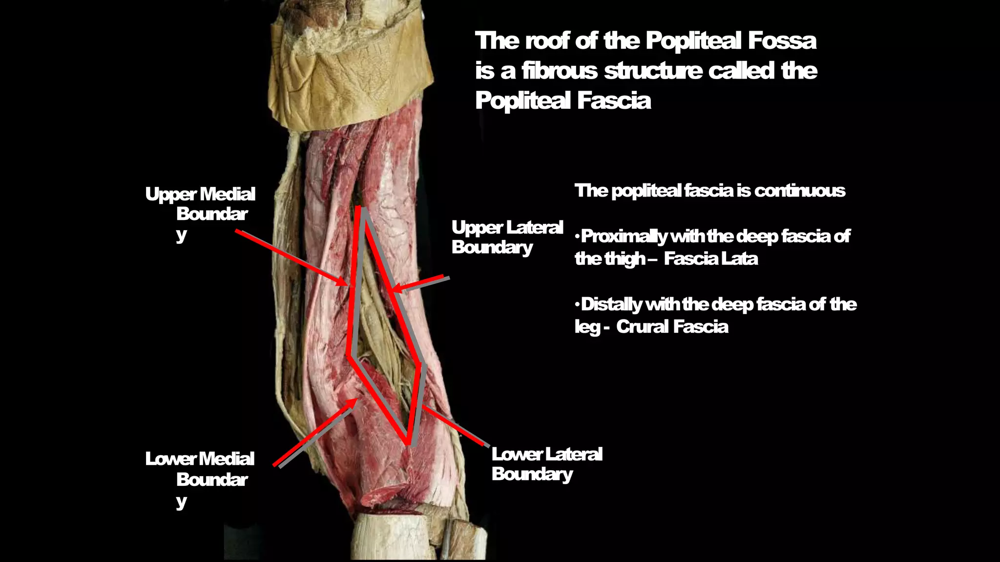 Popliteal fossa Anatomy - Dr. Rahul Singh Thakur | PPTX