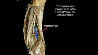 Popliteal fossa Anatomy - Dr. Rahul Singh Thakur | PPTX