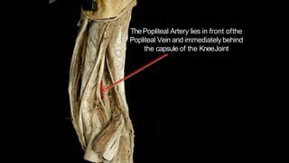 Popliteal fossa Anatomy - Dr. Rahul Singh Thakur | PPTX