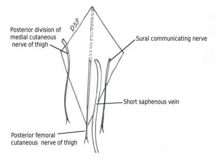 Popliteal fossa and Back of thigh pptx | PPTX | Death, Injury, or ...