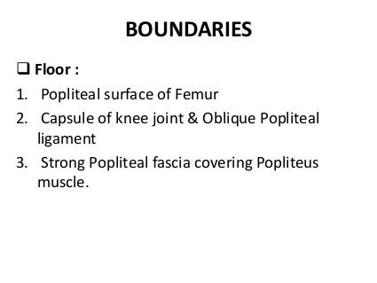Popliteal fossa and Back of thigh pptx | PPTX | Death, Injury, or ...