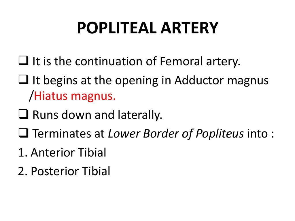 Popliteal fossa and Back of thigh pptx | PPTX