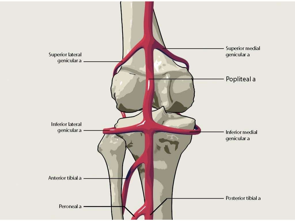 Popliteal fossa and Back of thigh pptx | PPTX