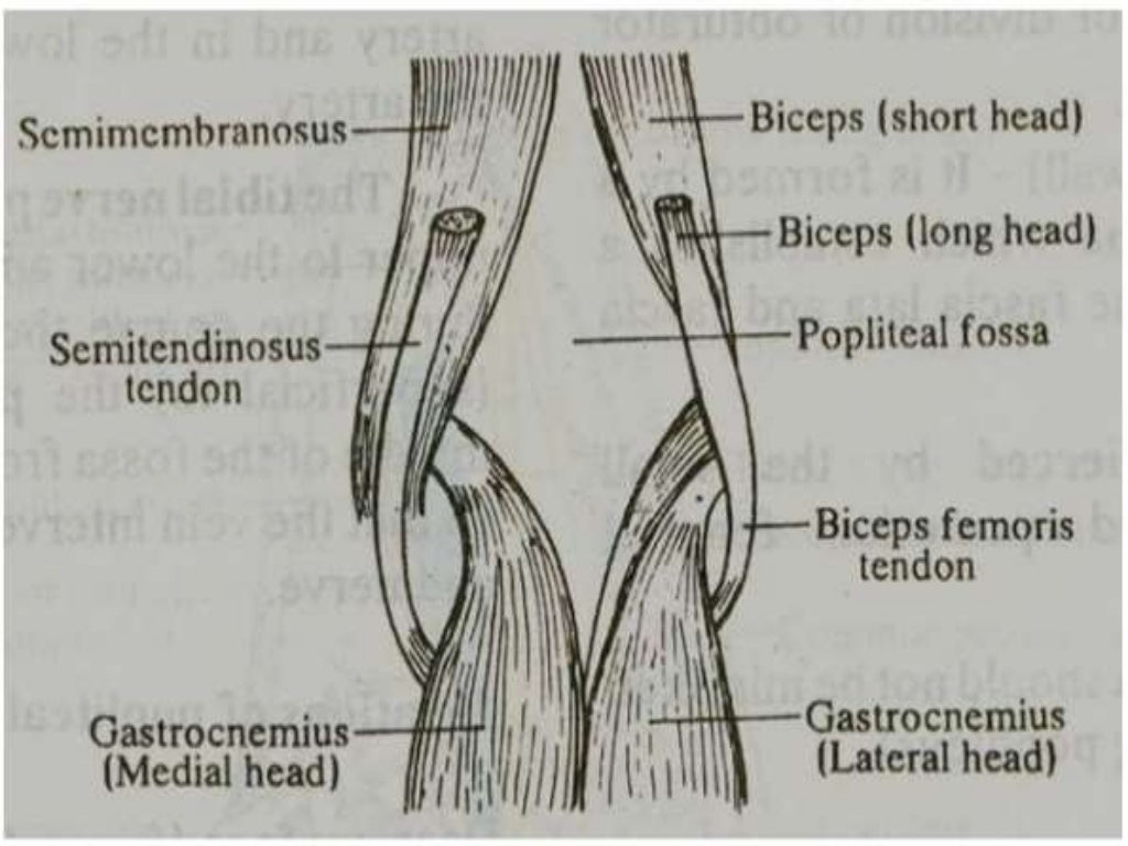 Popliteal fossa and Back of thigh pptx | PPTX