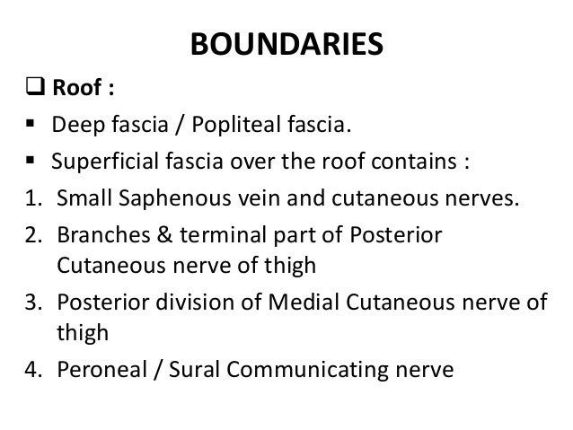 Popliteal fossa and Back of thigh pptx | PPTX | Death, Injury, or ...