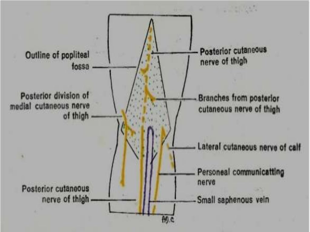 Popliteal fossa and Back of thigh pptx | PPTX