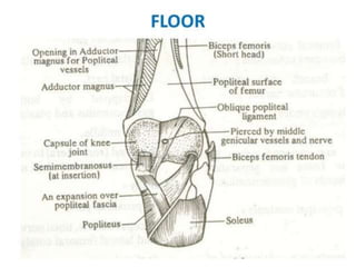 Popliteal Fossa.pptx