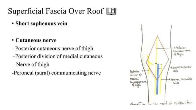 popliteal fossa.pptx