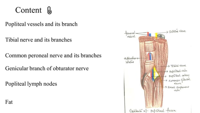 popliteal fossa.pptx