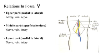 popliteal fossa.pptx | Death, Injury, or Military Conflict | Sensitive ...