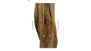 popliteal fossa.pptx