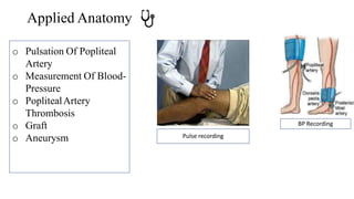 popliteal fossa.pptx | Death, Injury, or Military Conflict | Sensitive ...