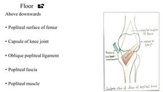 popliteal fossa.pptx | Death, Injury, or Military Conflict | Sensitive ...