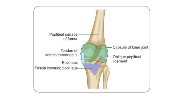 popliteal fossa.pptx