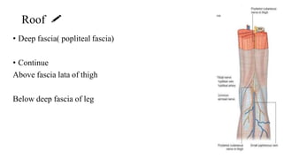 popliteal fossa.pptx