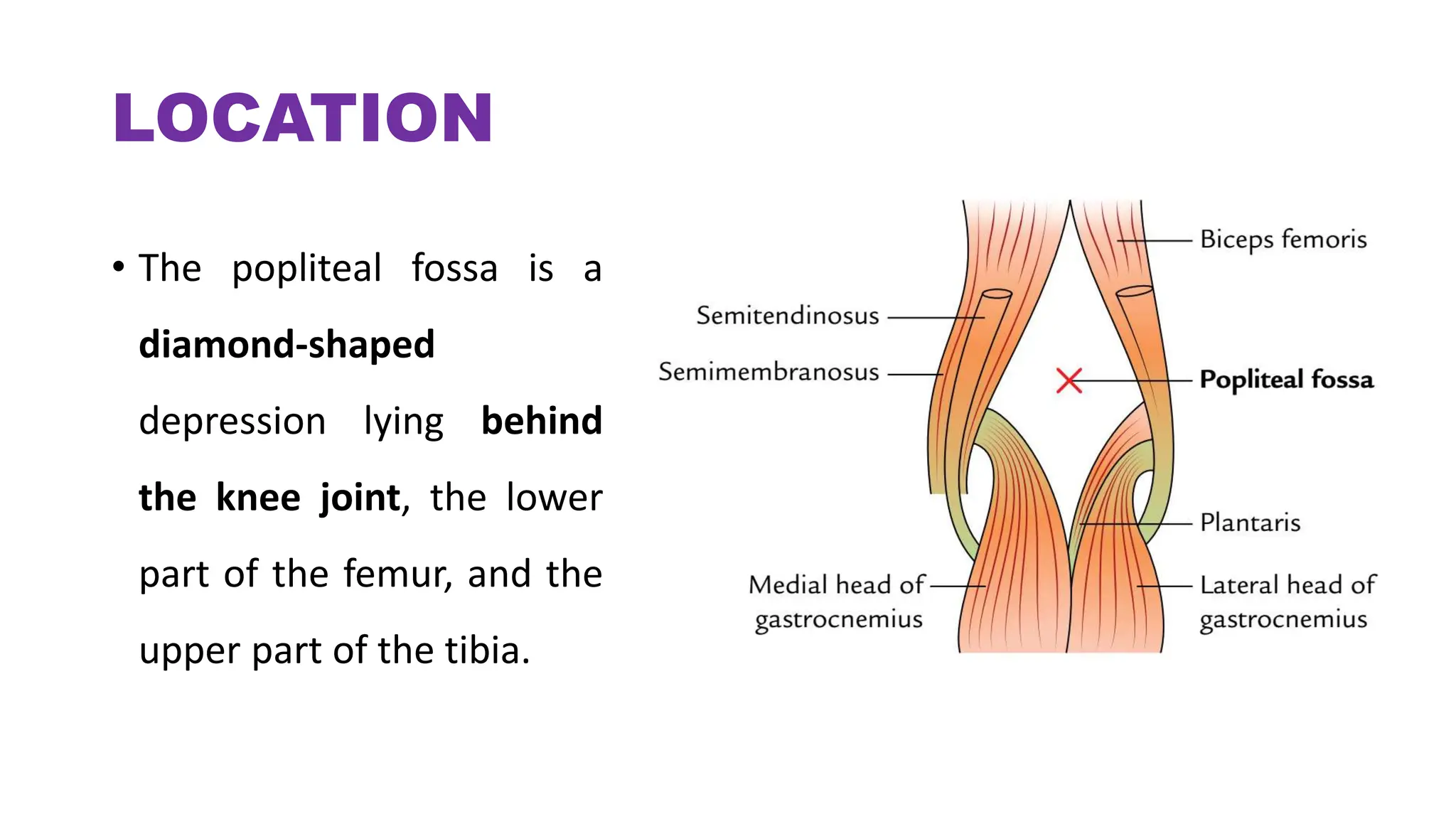 Popliteal Fossa.pptx