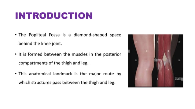 Popliteal Fossa.pptx
