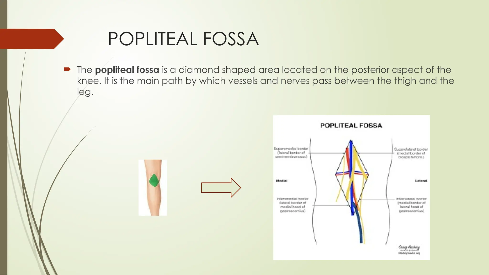 POPLITEAL FOSSA/knee fossa/ regional anatomy | PPT