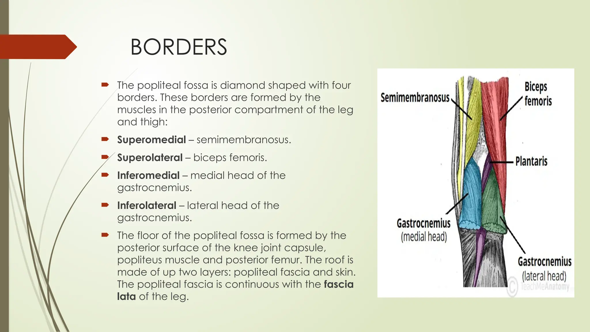 POPLITEAL FOSSA/knee fossa/ regional anatomy | PPT