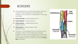 POPLITEAL FOSSA/knee fossa/ regional anatomy | PPTX