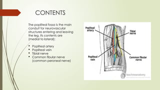 POPLITEAL FOSSA/knee fossa/ regional anatomy | PPT