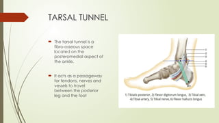 POPLITEAL FOSSA/knee fossa/ regional anatomy | PPT