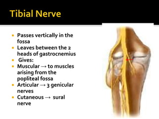 Popliteal Fossa