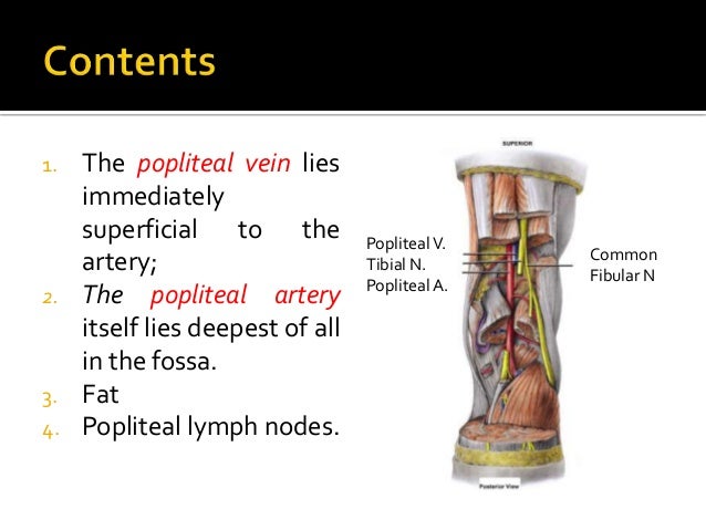 Popliteal Lymph Nodes