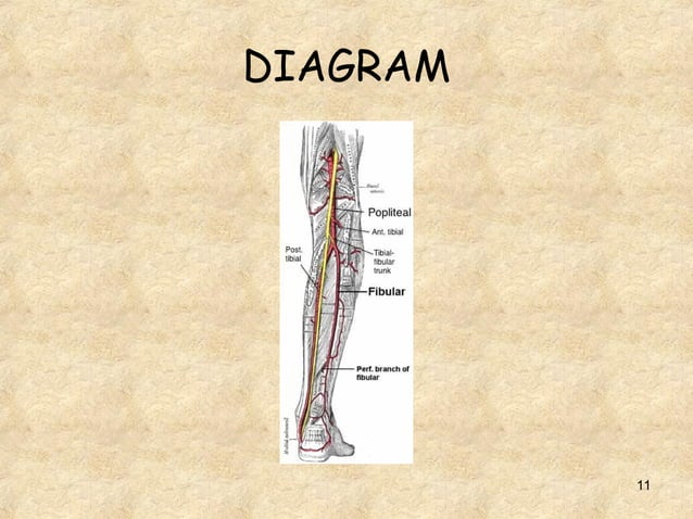 Popliteal fossa for Mmed and Medical students | PPT
