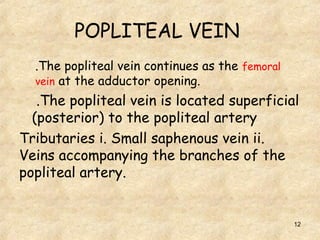Popliteal fossa for Mmed and Medical students | PPT