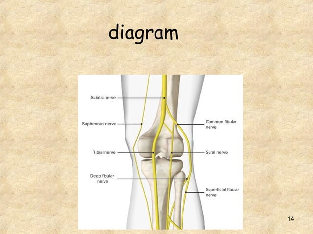 Popliteal fossa for Mmed and Medical students | PPT