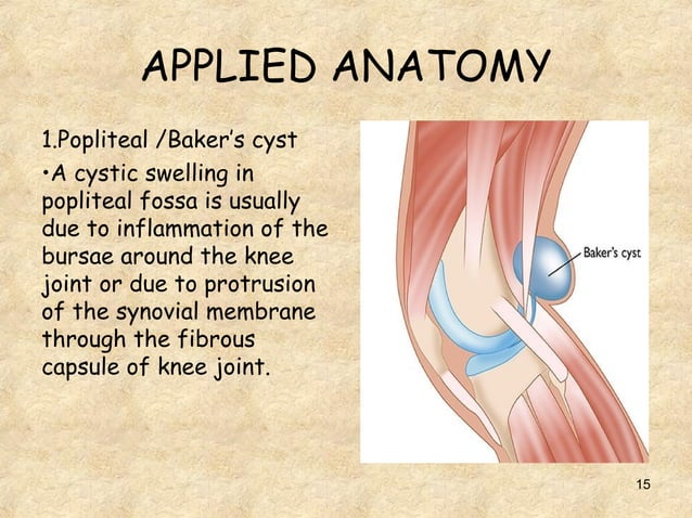 Popliteal fossa for Mmed and Medical students | PPT