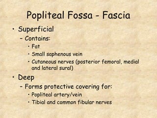 Popliteal fossa for Mmed and Medical students | PPT