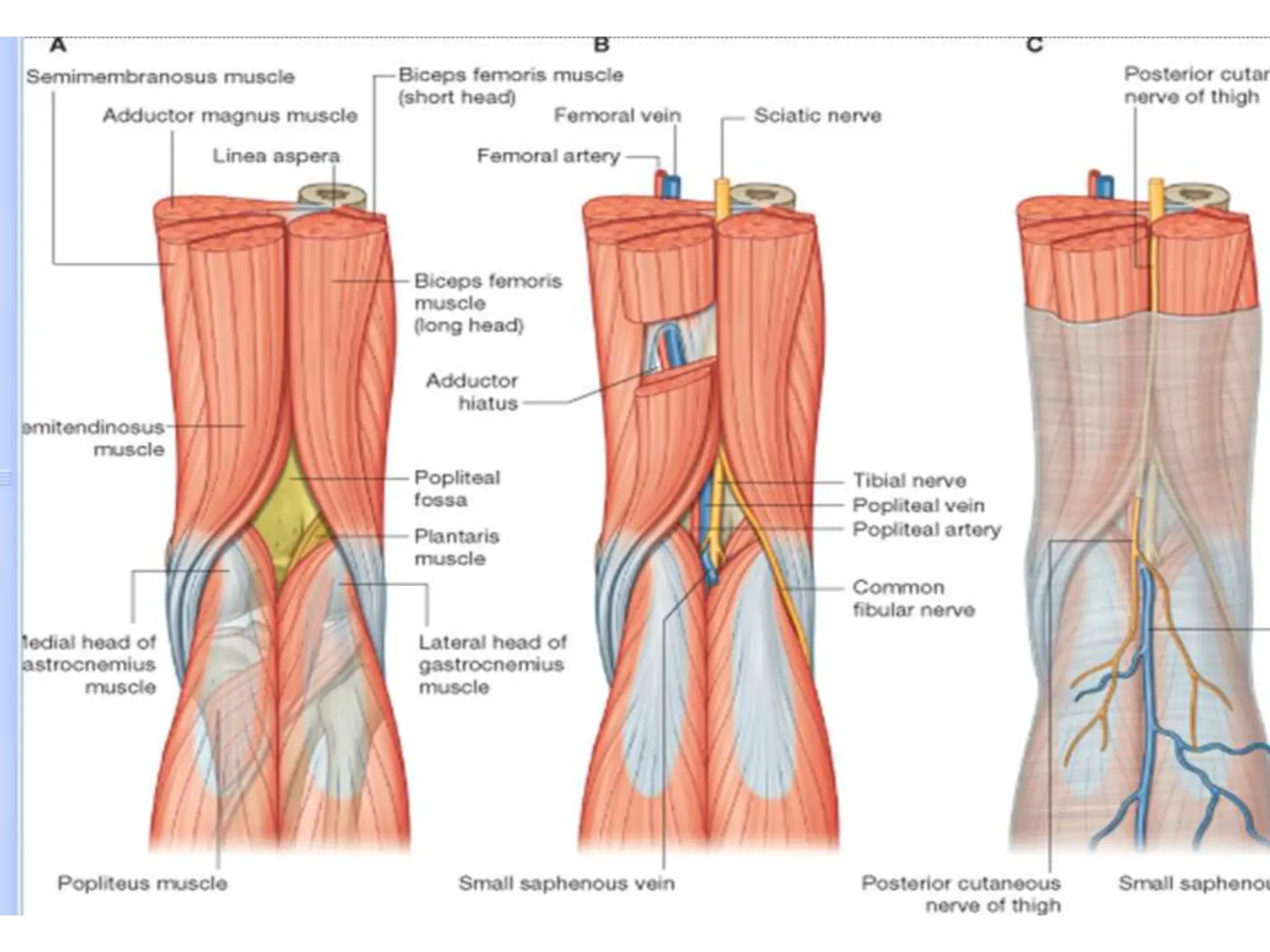 Popliteal Fossa 2.ppt