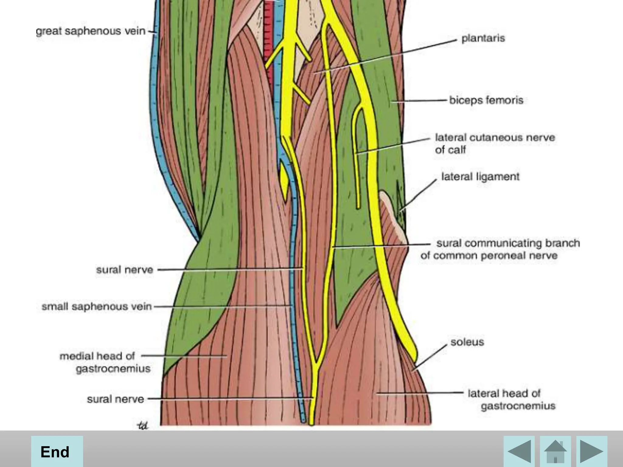 Popliteal Fossa 2.ppt