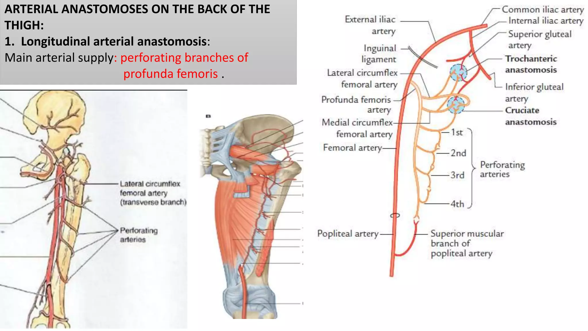 Popliteal fossa & back of thigh | PPTX