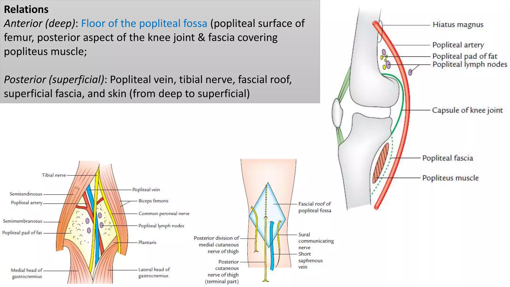 Popliteal fossa & back of thigh | PPTX