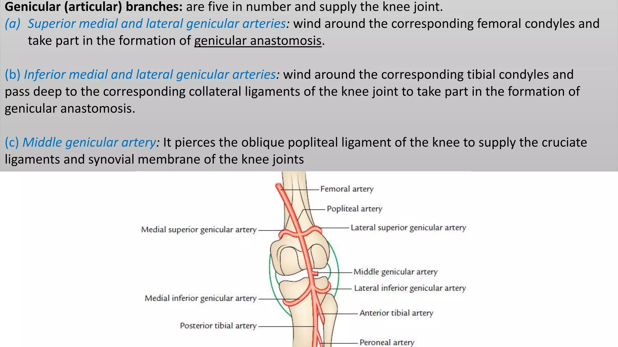 Popliteal fossa & back of thigh | PPTX
