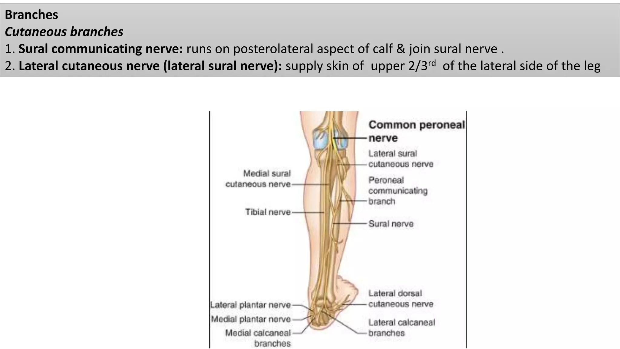 Popliteal fossa & back of thigh | PPTX