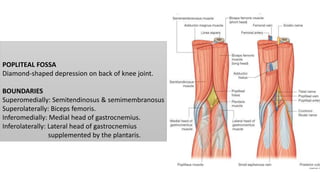 Popliteal fossa & back of thigh | PPTX