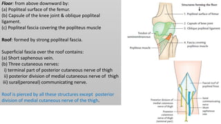 Popliteal fossa & back of thigh | PPTX